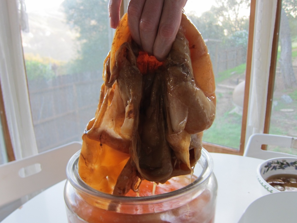 Has My Scoby Gone Bad? And other Kombucha questions - Holistic Squid