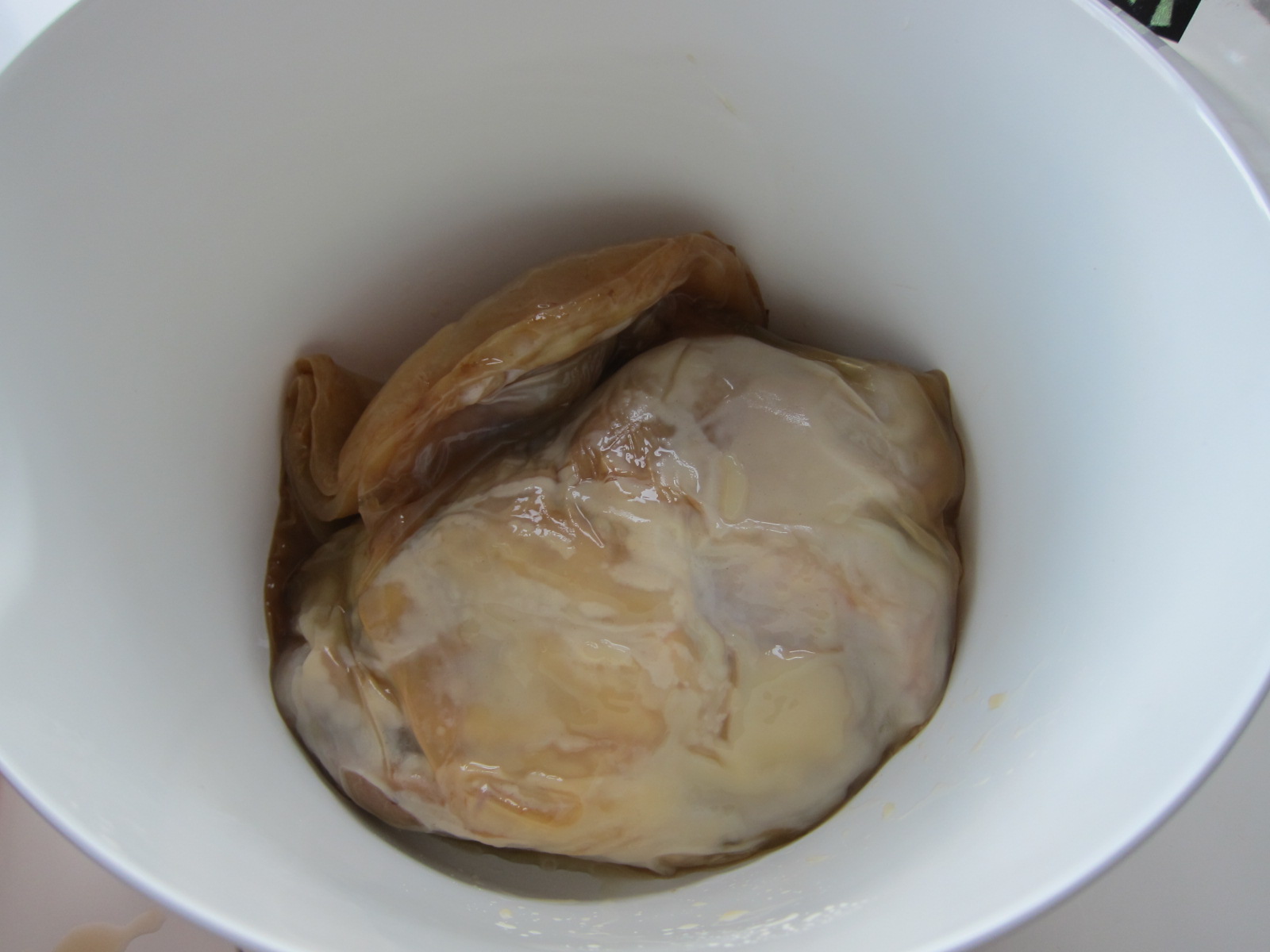 Has My Scoby Gone Bad? And other Kombucha questions - Holistic Squid