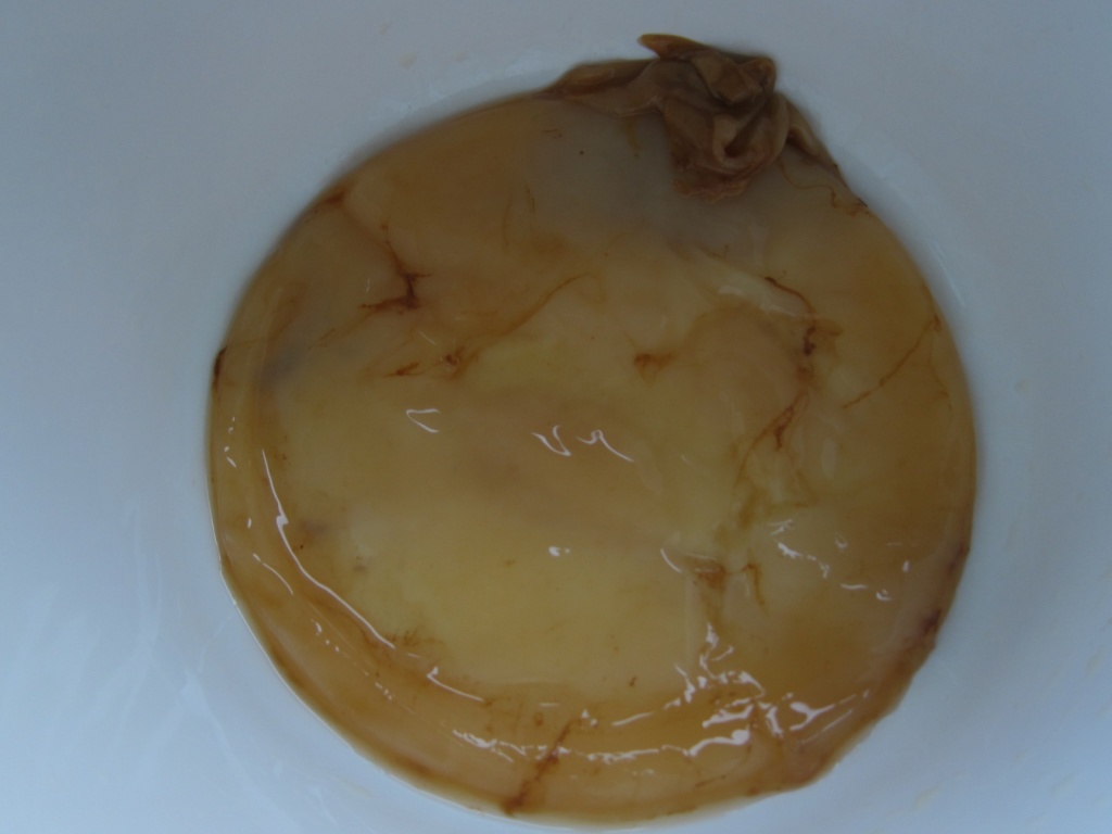 Has My Scoby Gone Bad? And other Kombucha questions - Holistic Squid