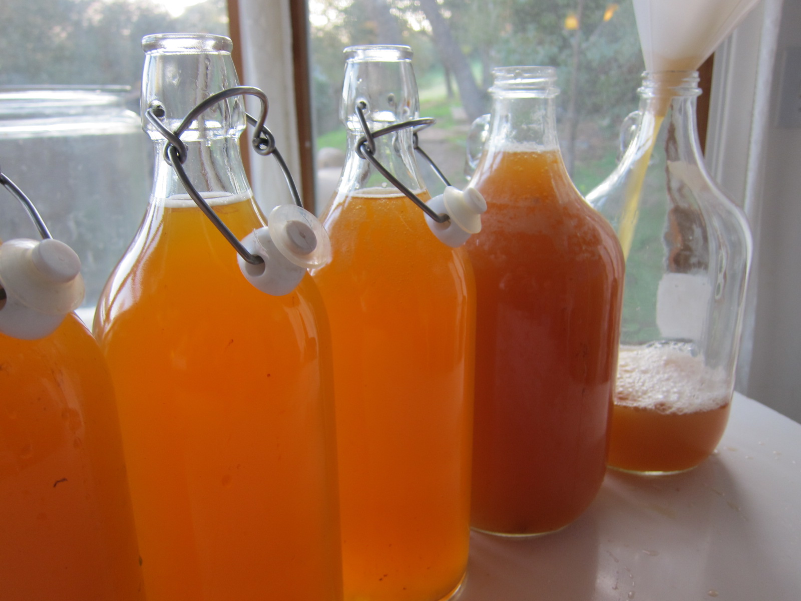 Making Kombucha: A Visual Guide - Holistic Squid