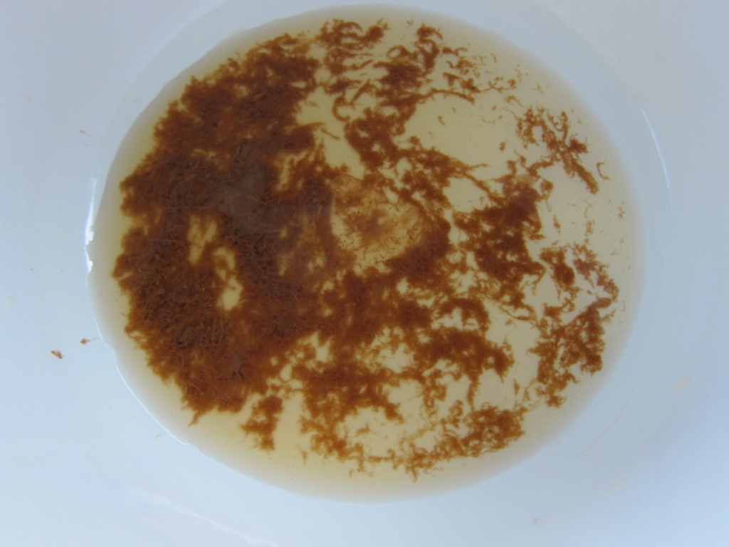 Has My Scoby Gone Bad? And other Kombucha questions - Holistic Squid