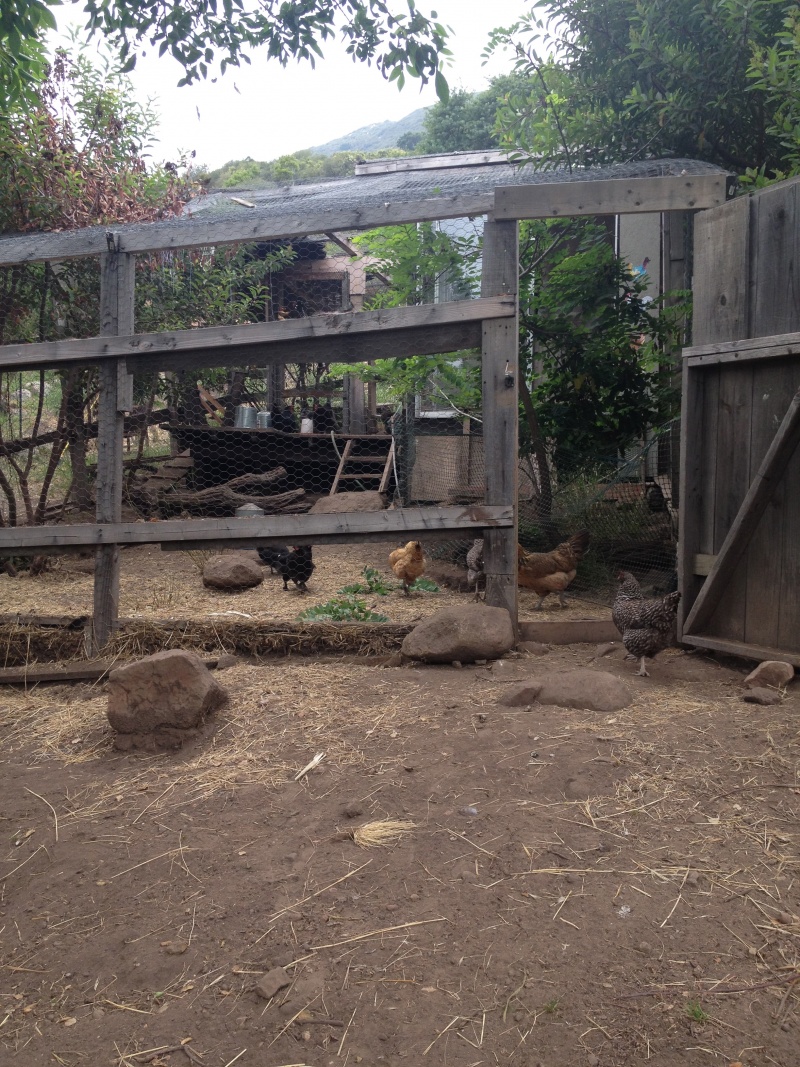 Interview with a Lover of Backyard Chickens - Holistic Squid