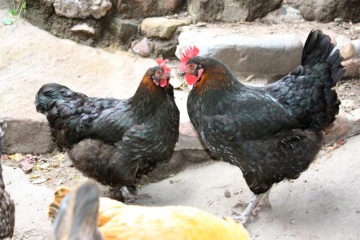 Interview with a Lover of Backyard Chickens - Holistic Squid